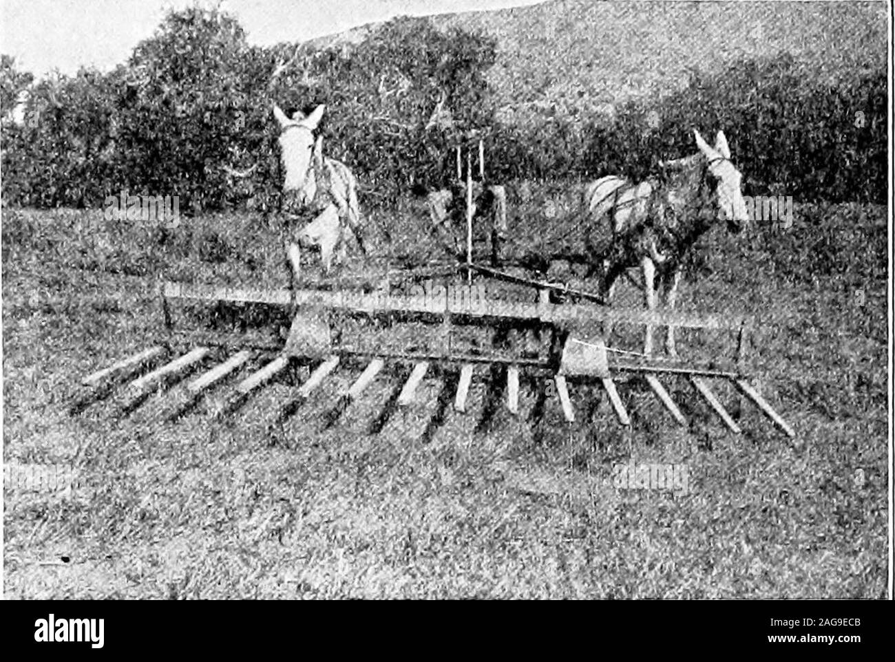 Salt hay Black and White Stock Photos & Images - Alamy