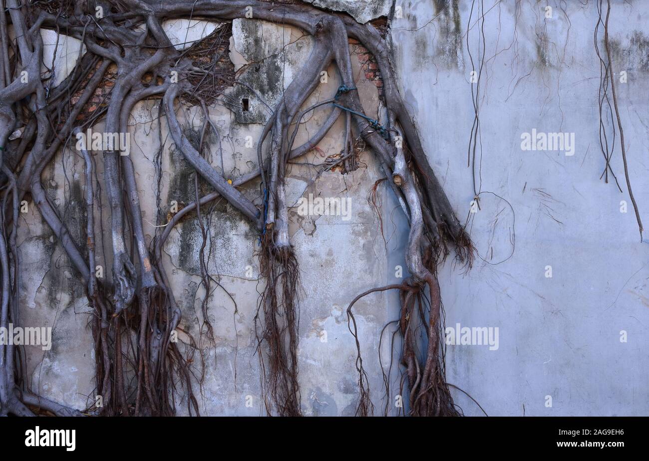 Powerful exposed tree roots invade and cause damage to the abandoned ...