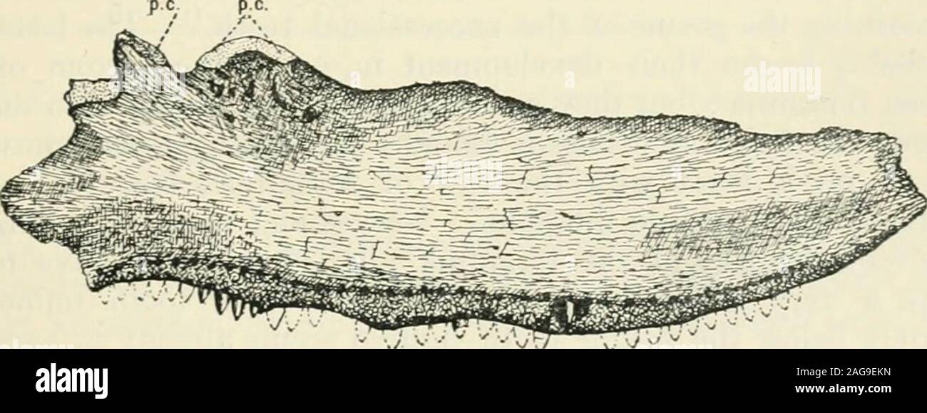 . The annals and magazine of natural history : zoology, botany, and ...
