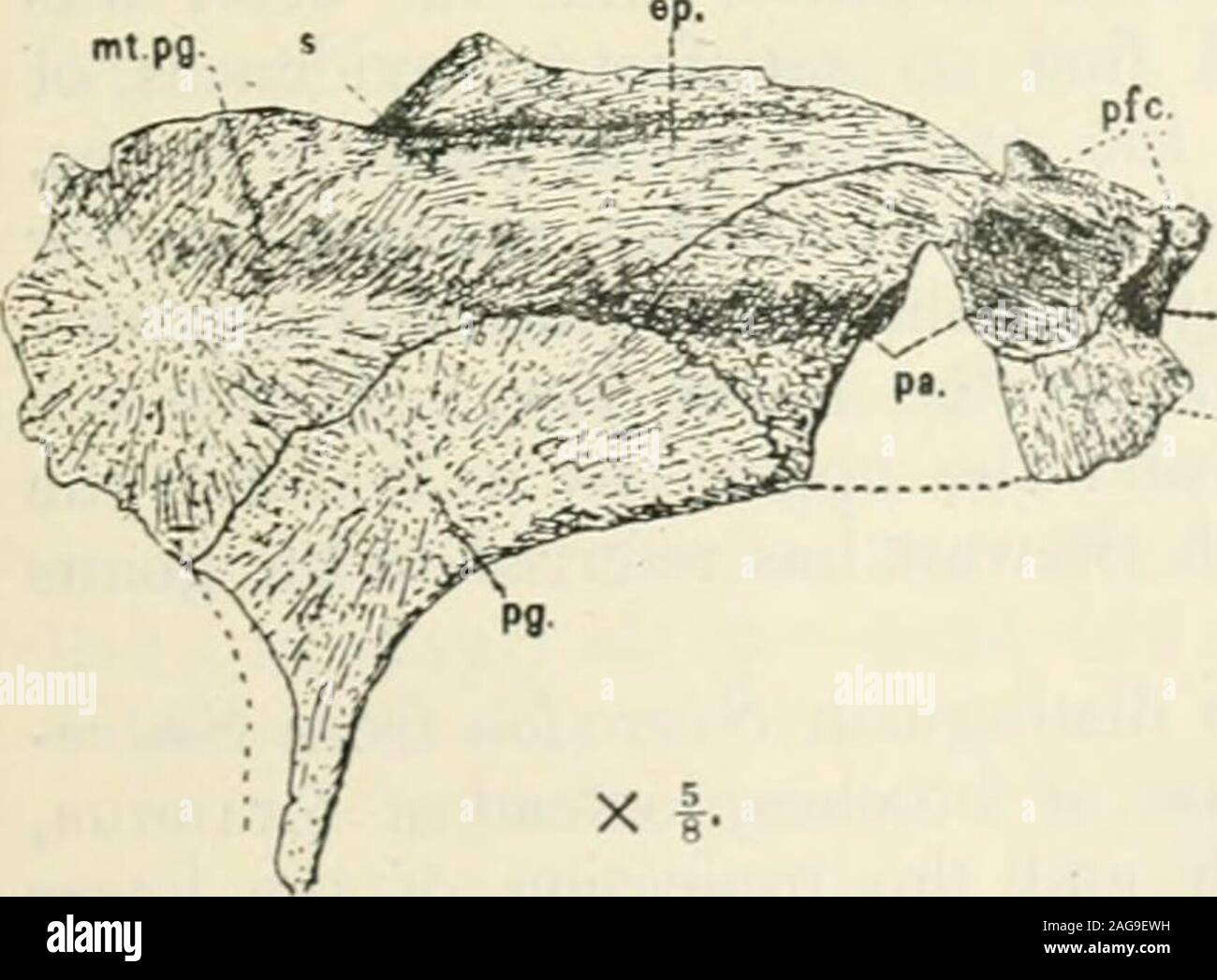 Pterygo hi-res stock photography and images - Alamy