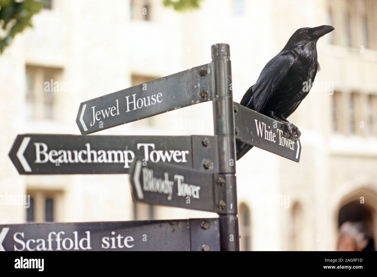 Tower of London ravens also known as Guardians of the Tower, London ...