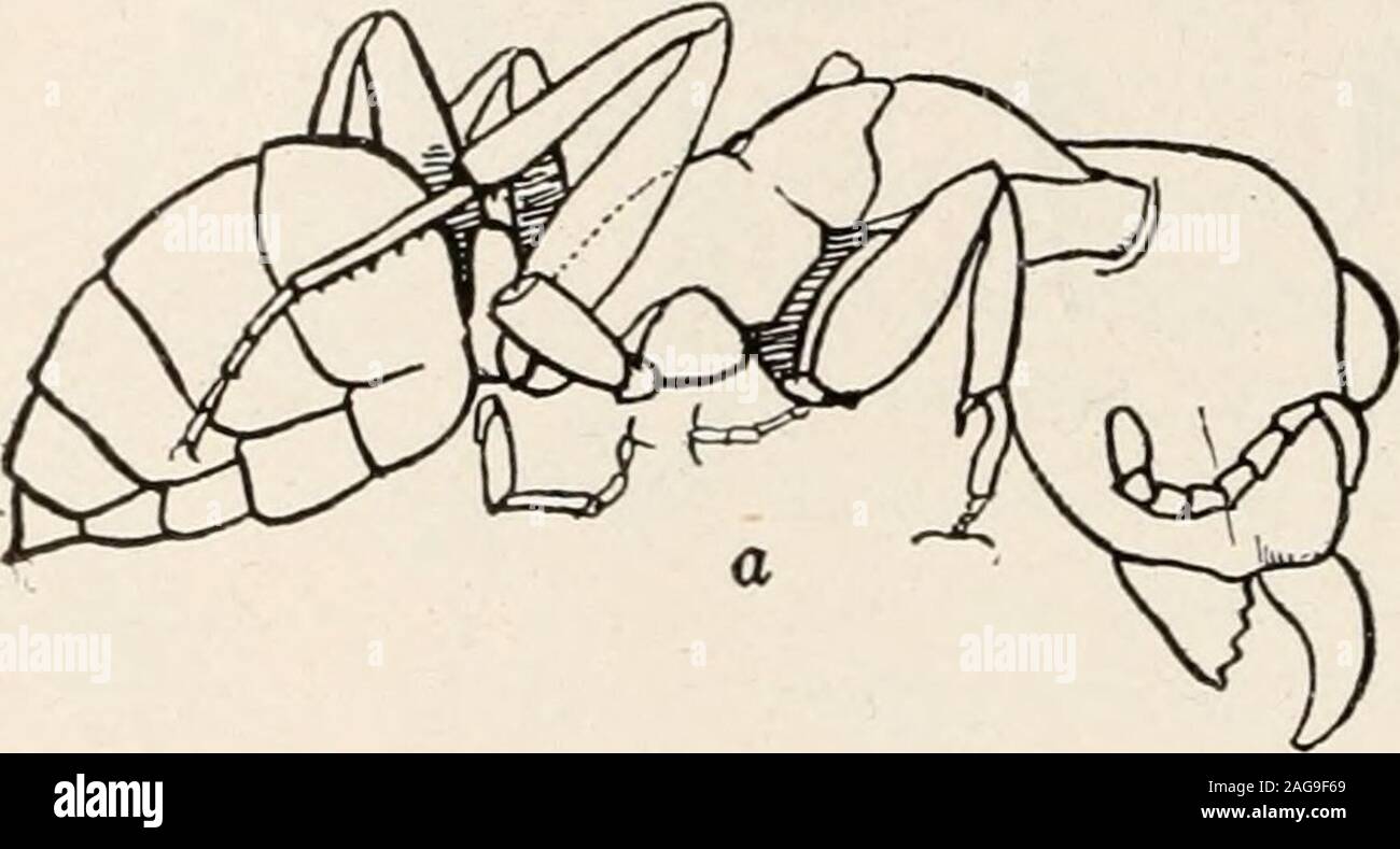 . Ants; their structure, development and behavior. boreal genera, is ...
