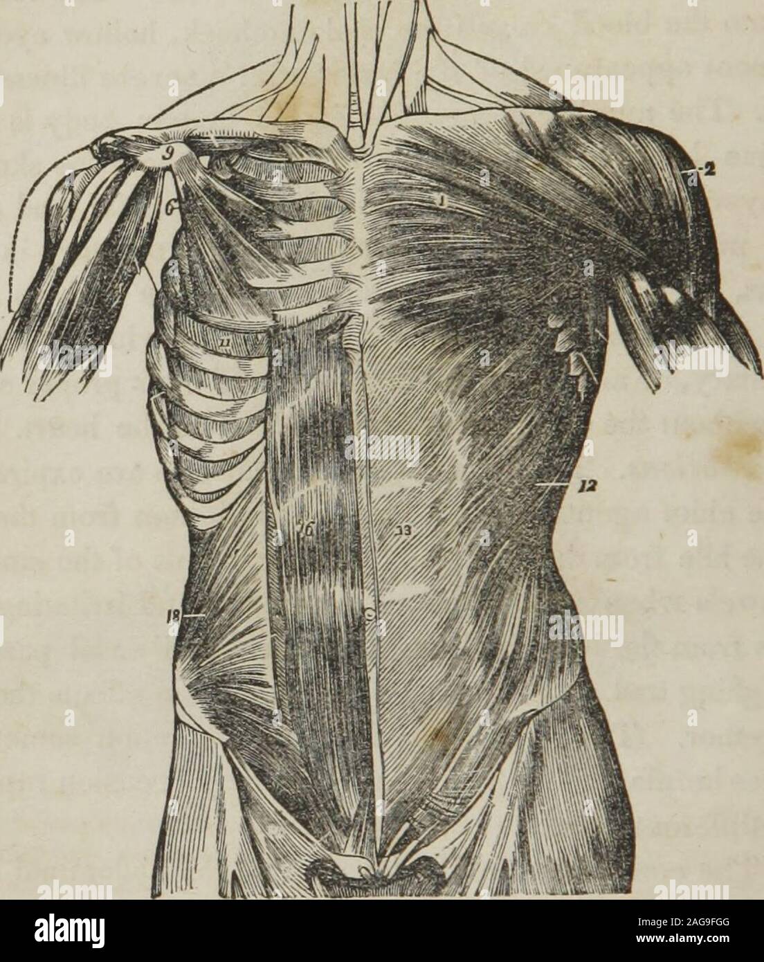 . A treatise on anatomy, physiology, and hygiene : designed for ...