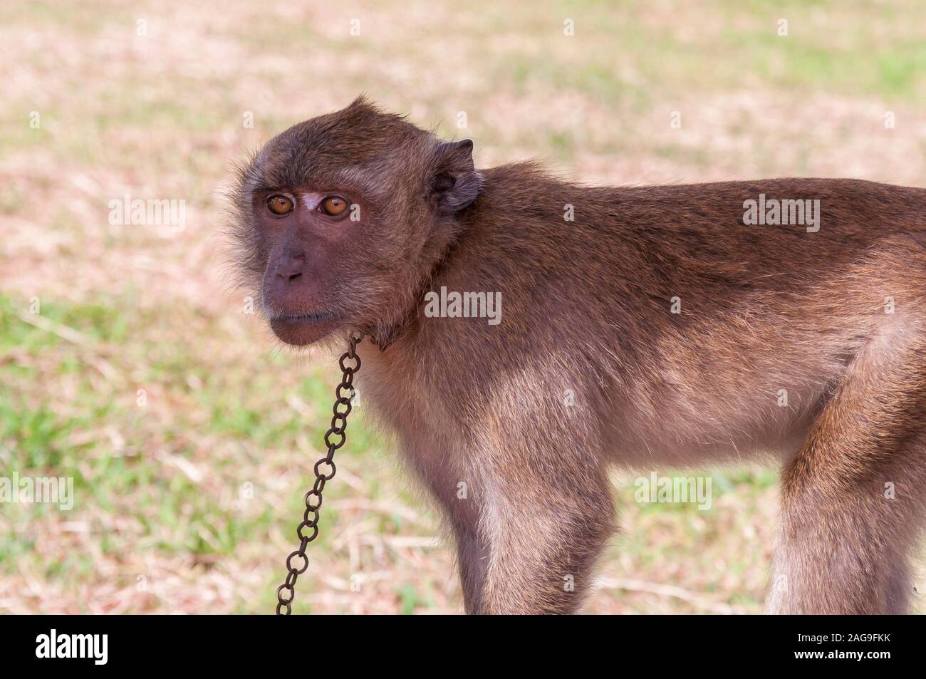 Beautiful sad monkey on a chain captured in the sun light Stock Photo ...