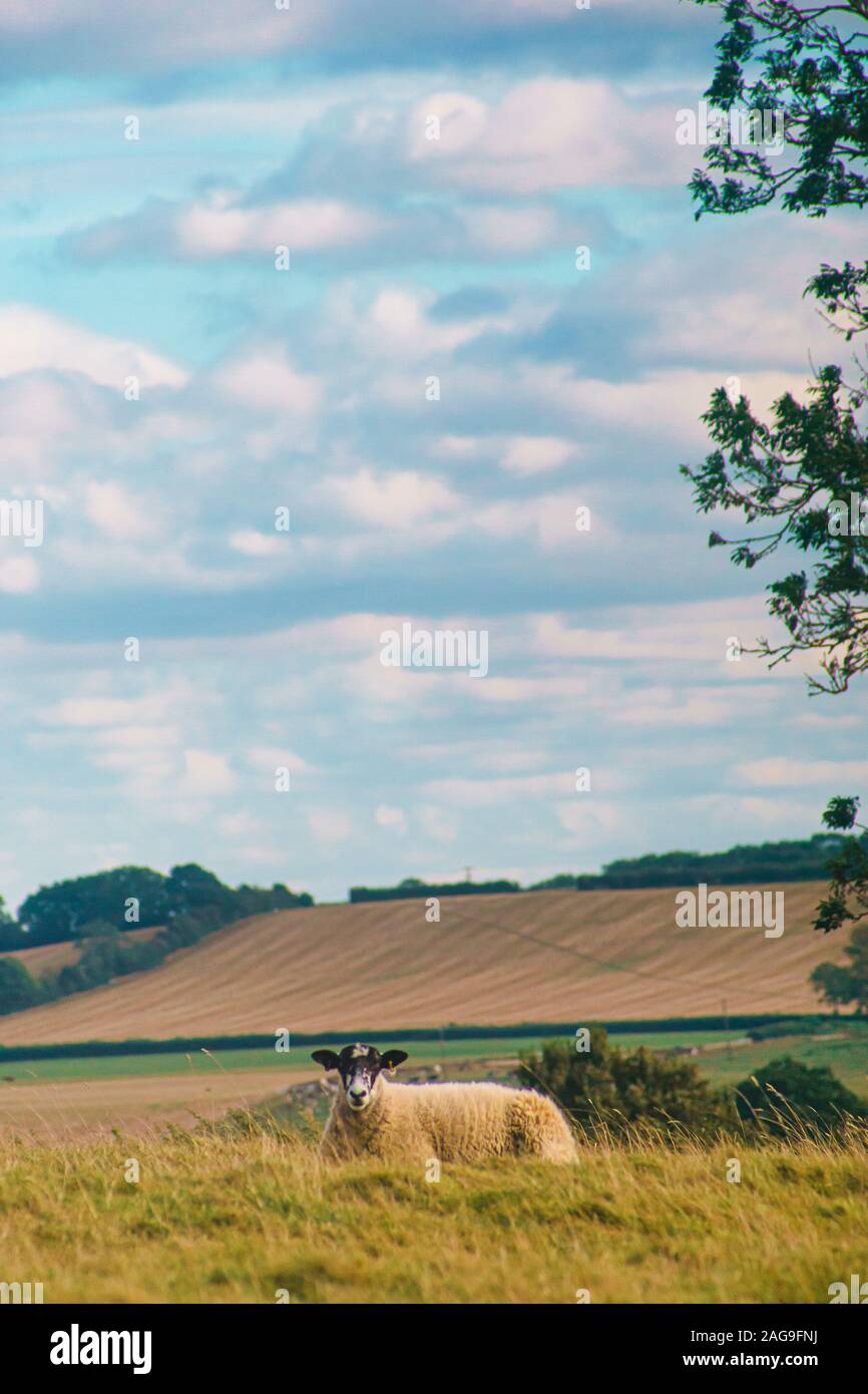 Sheep in natural environment hi-res stock photography and images - Alamy