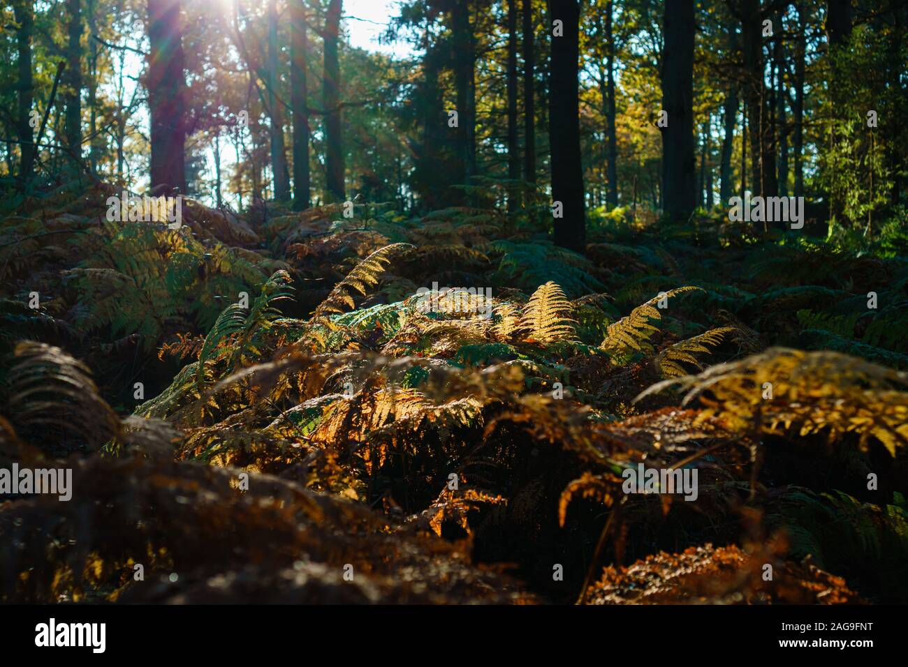 Air ferns hi-res stock photography and images - Alamy