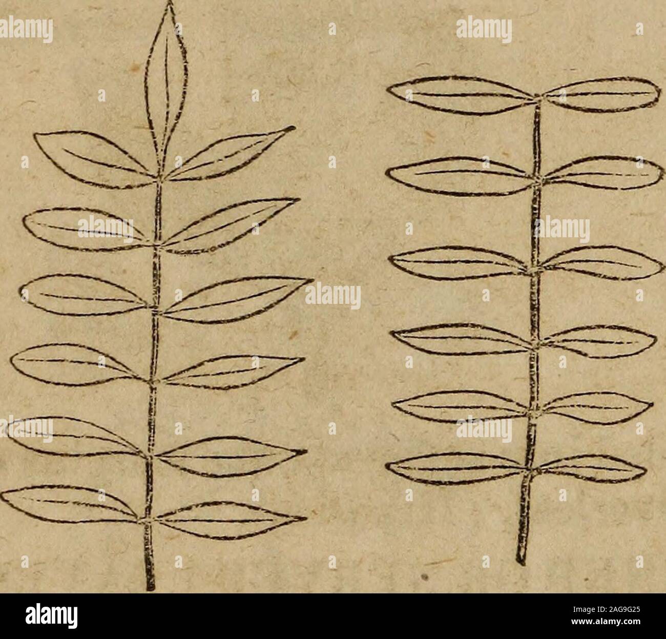 Oblong lanceolate leaf hi-res stock photography and images - Alamy