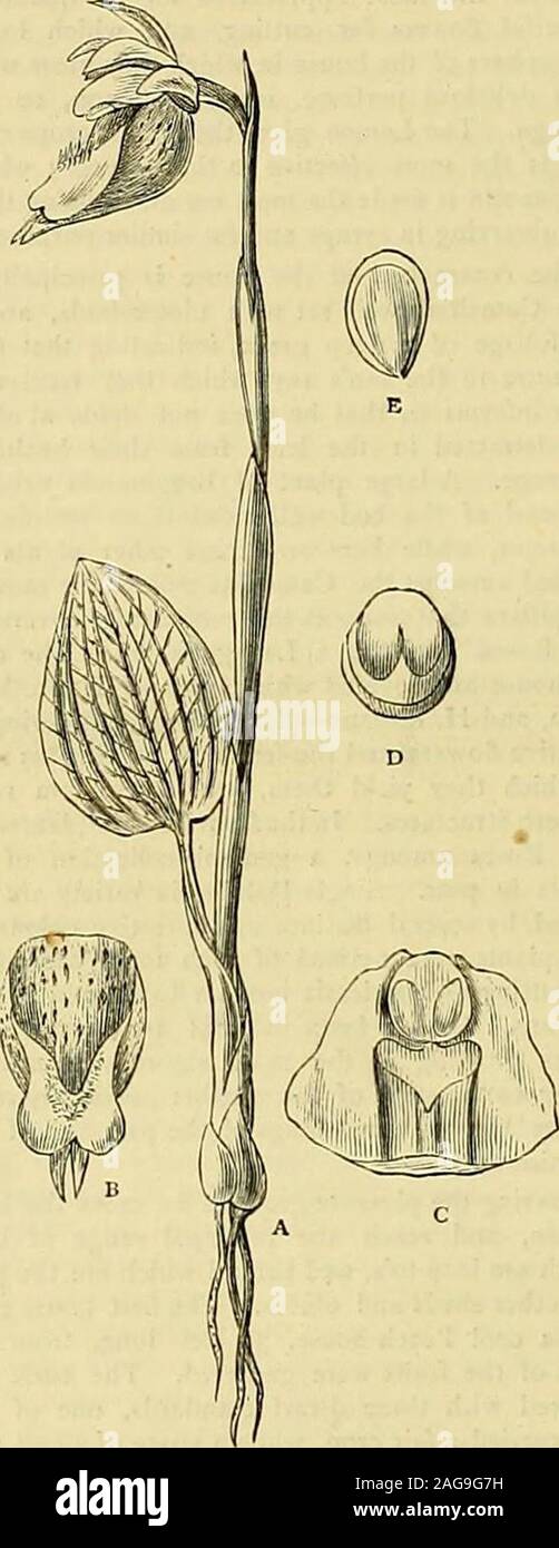 Central labellum hi-res stock photography and images - Alamy