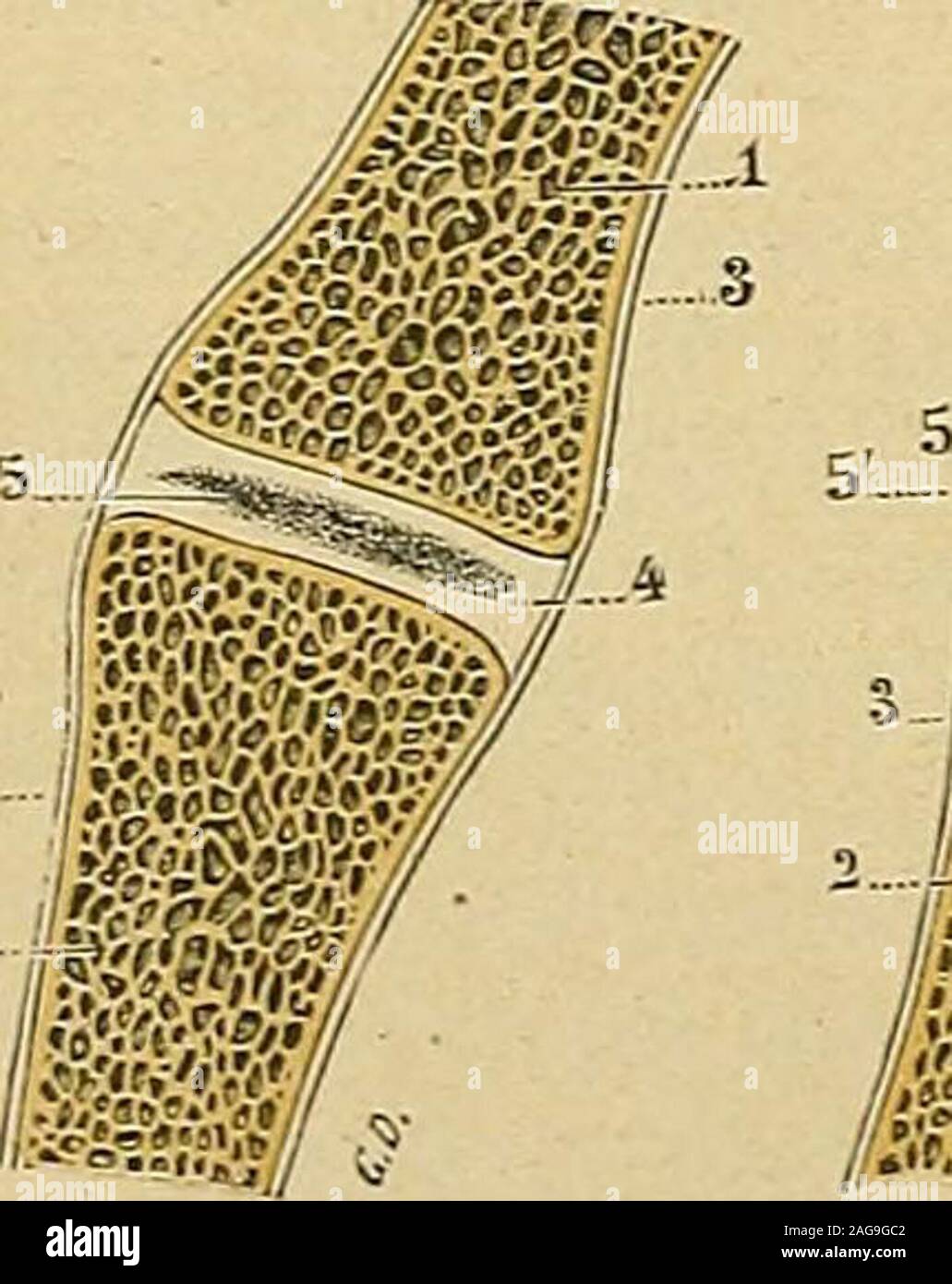 Cartilage articulaire hi-res stock photography and images - Alamy