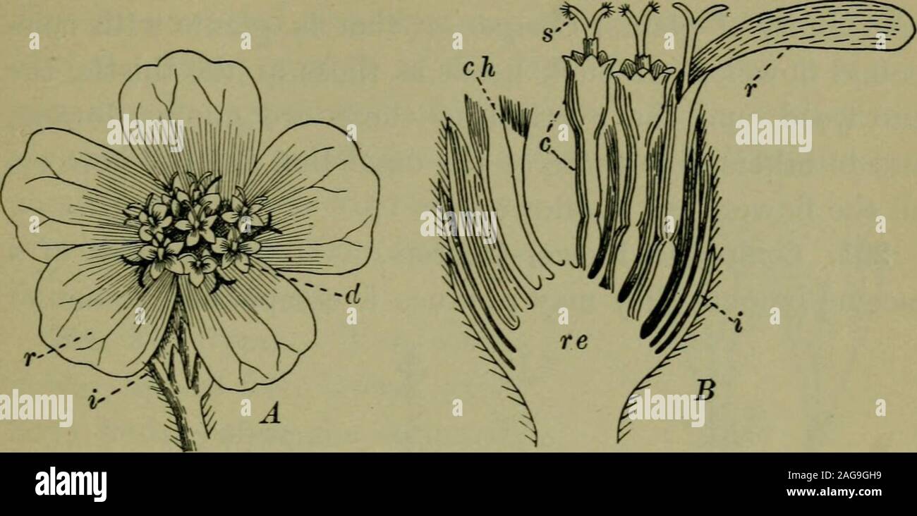 . Foundations of botany. Fig. 132. — Spike of Plantain andHead of Red ...