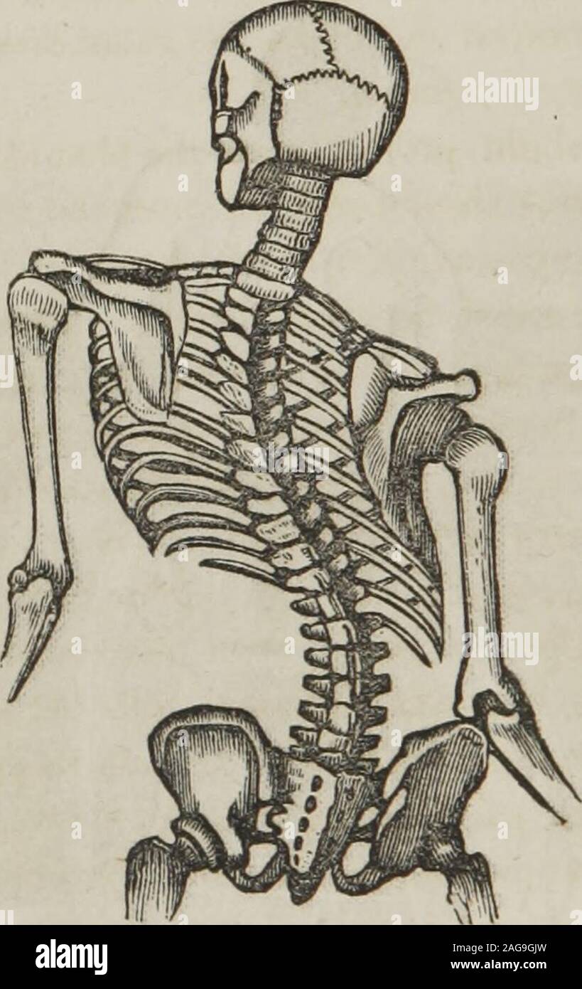 Left shoulder anatomy hi-res stock photography and images - Alamy