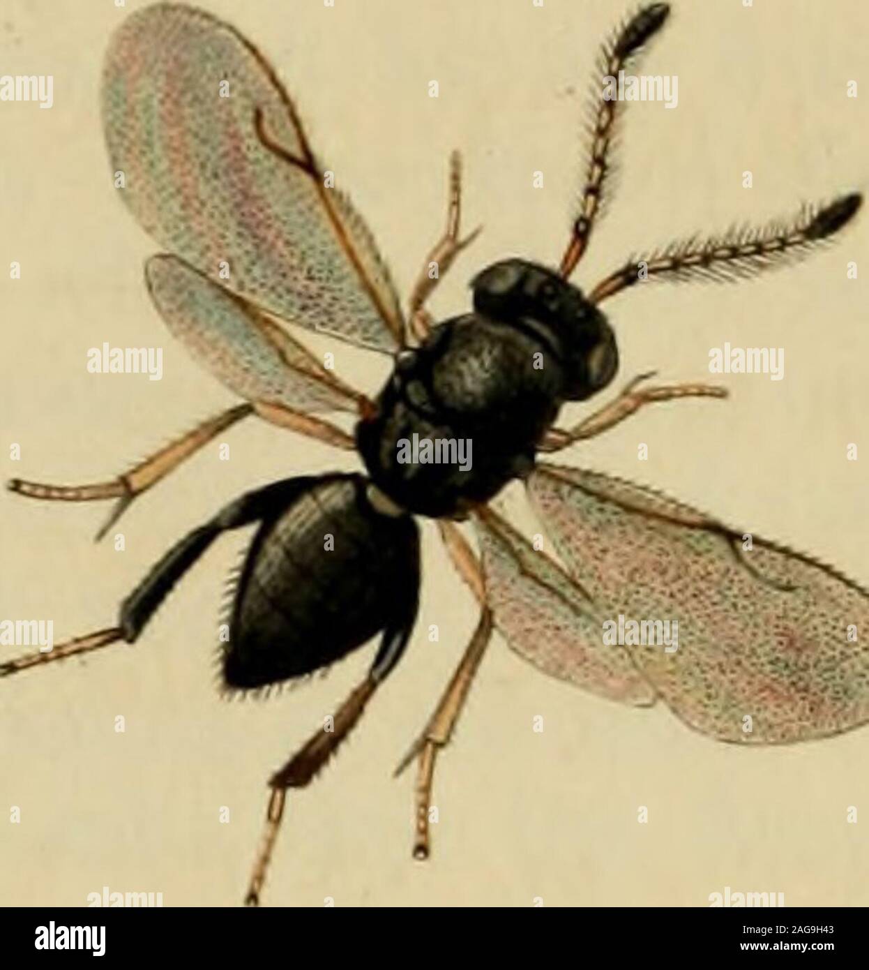 . British entomology; being illustrations and descriptions of the ...