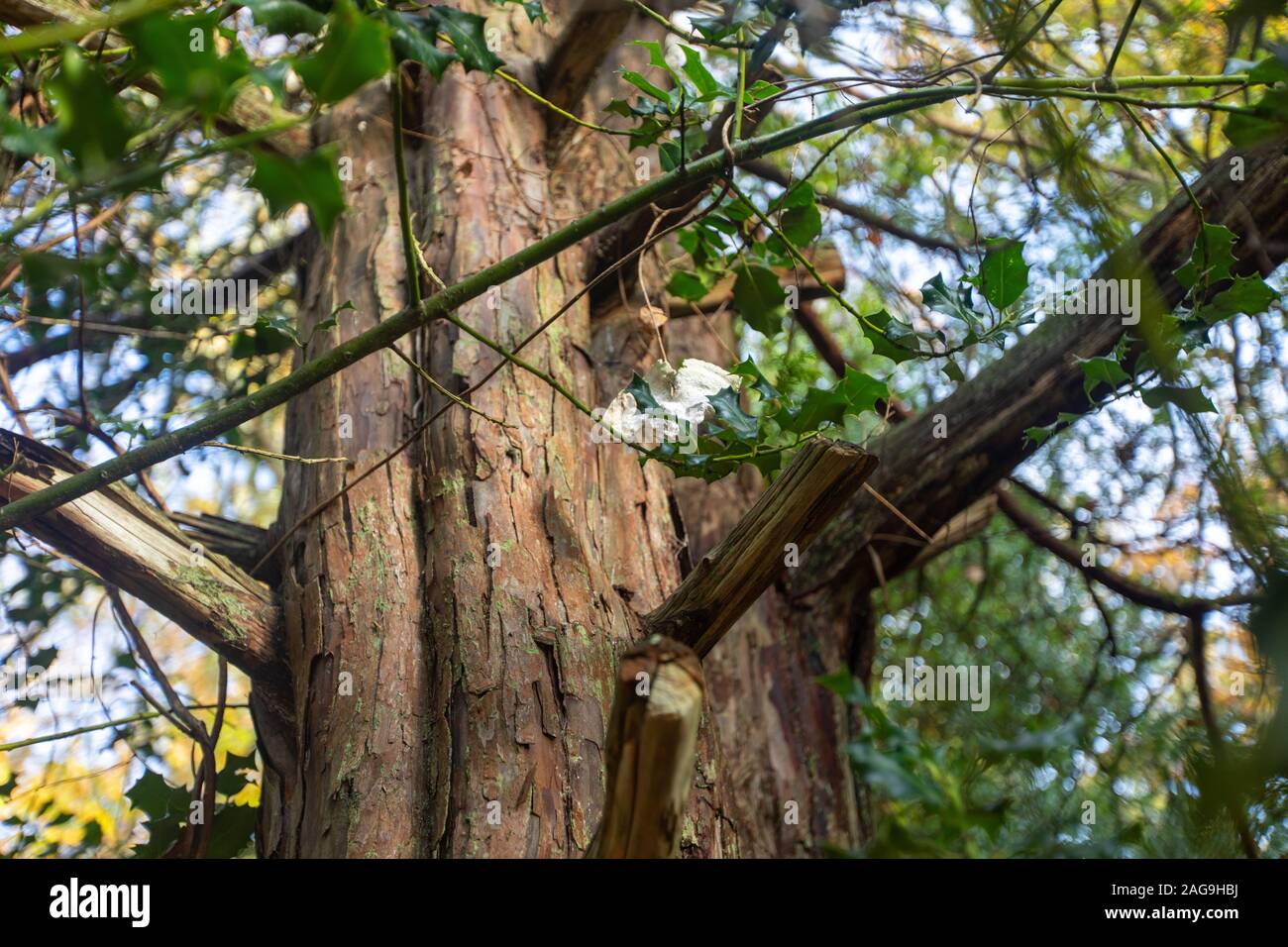 Old holly tree uk hi-res stock photography and images - Alamy