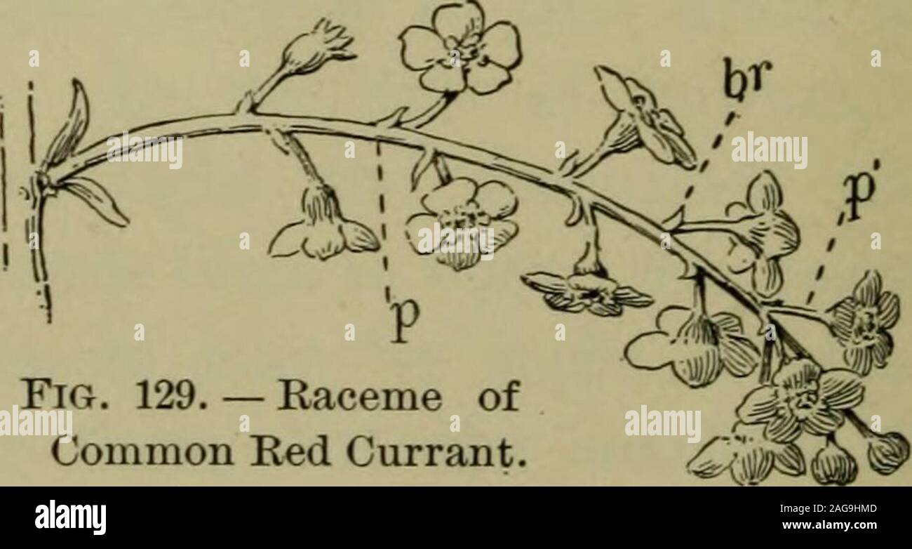 . Foundations of botany. Fig. 128. — Axillary andSolitary FloAvers ...