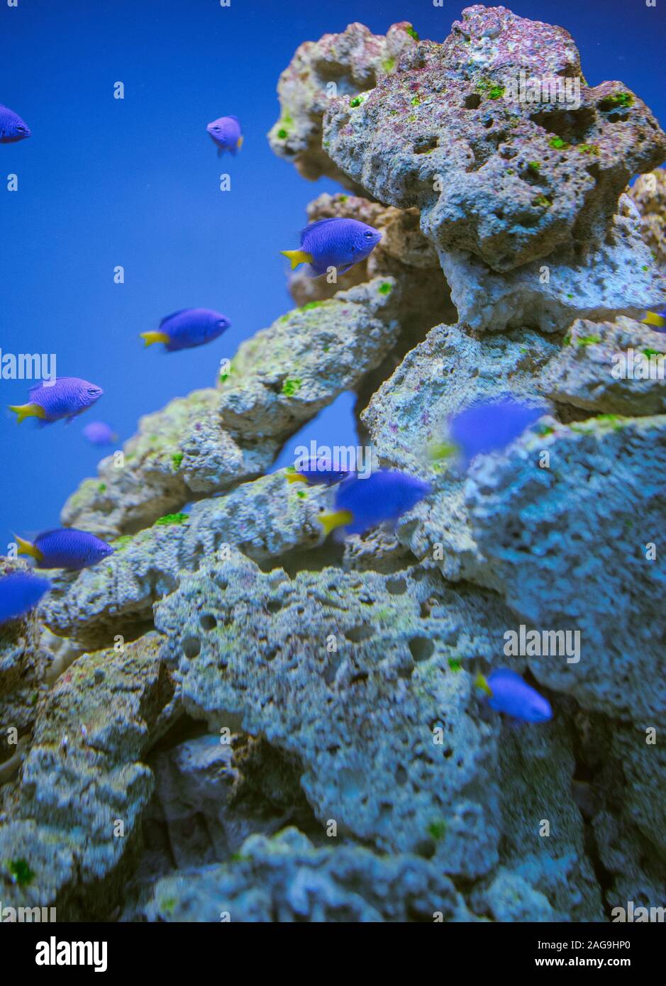 Sea life: exotic tropical coral reef fish Stock Photo - Alamy