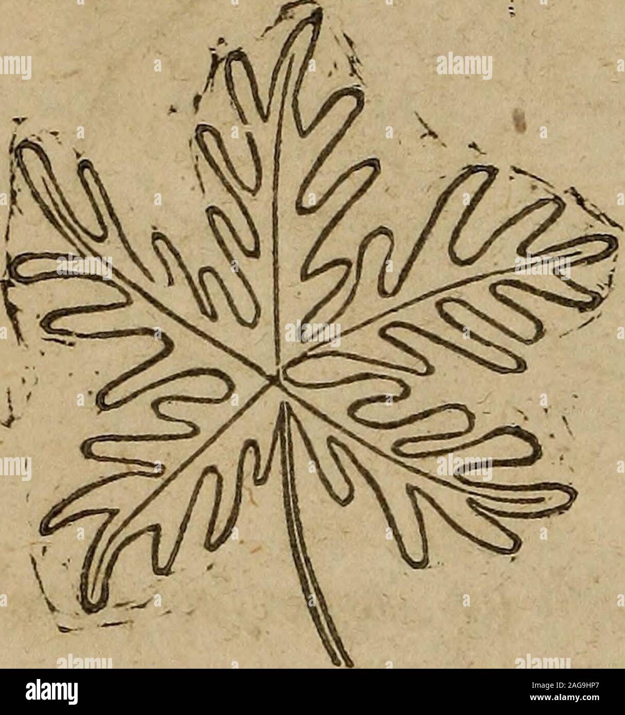 Palmate cleft fig hi-res stock photography and images - Alamy