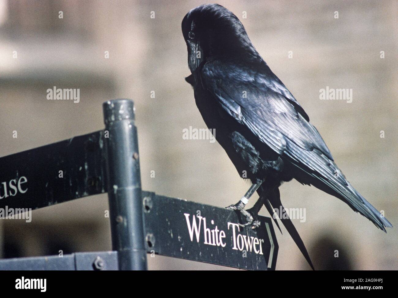 Tower of London ravens also known as Guardians of the Tower, London ...
