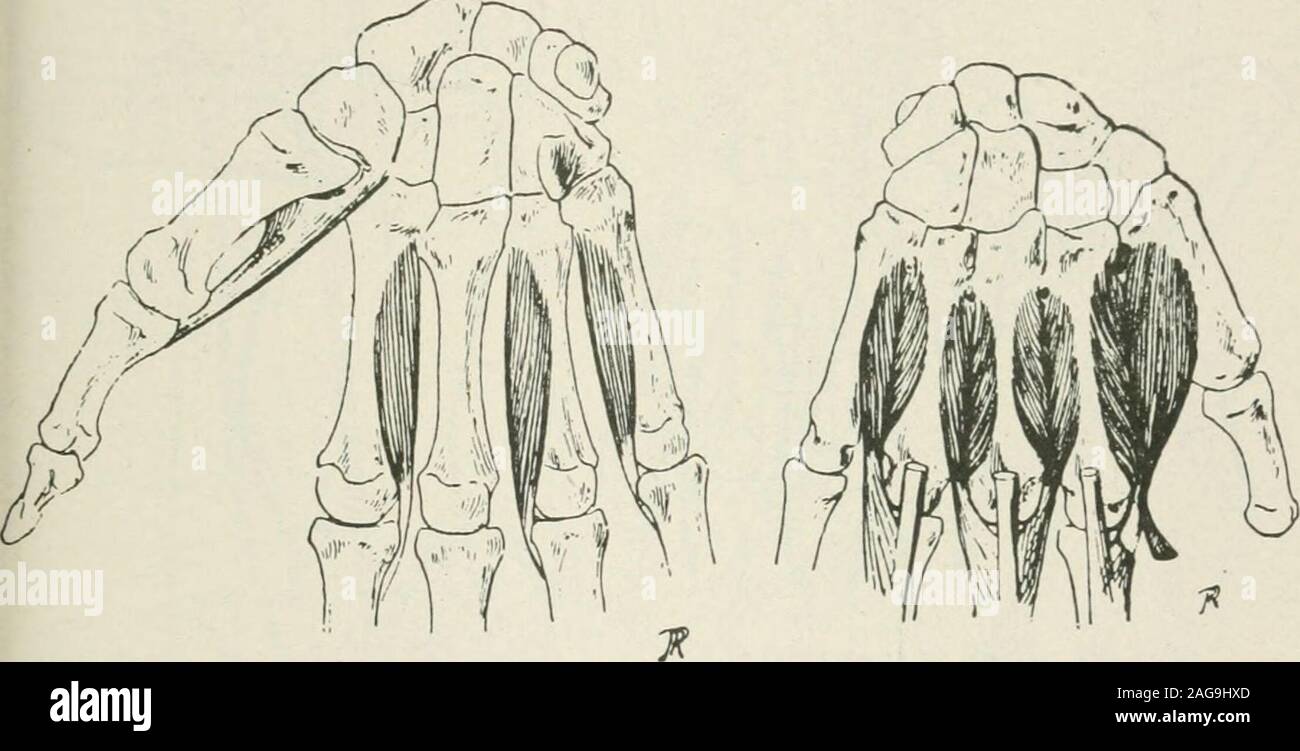 . Medical and surgical therapy. )almar arch. It sends motor filaments ...