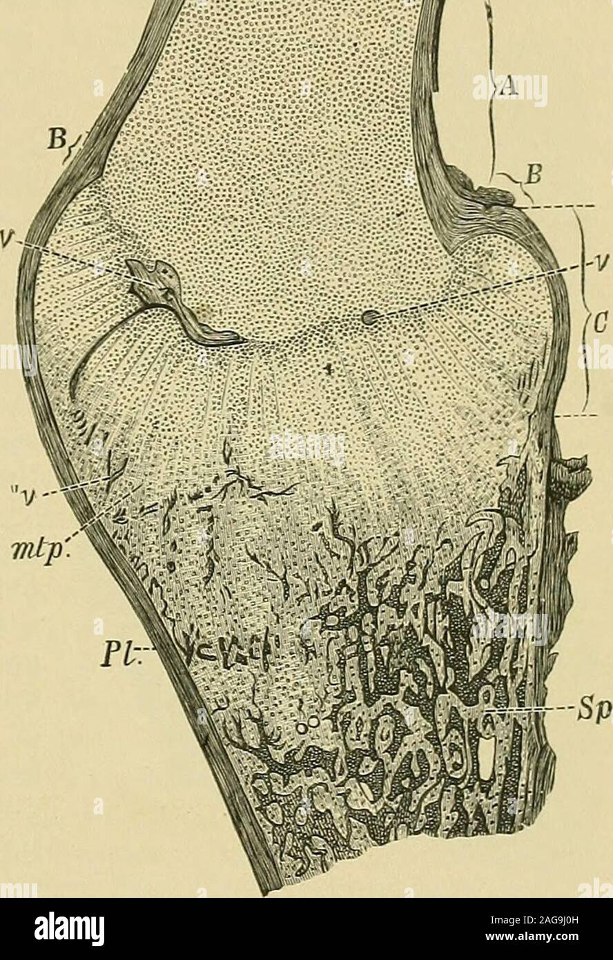 Eburnation hi-res stock photography and images - Alamy