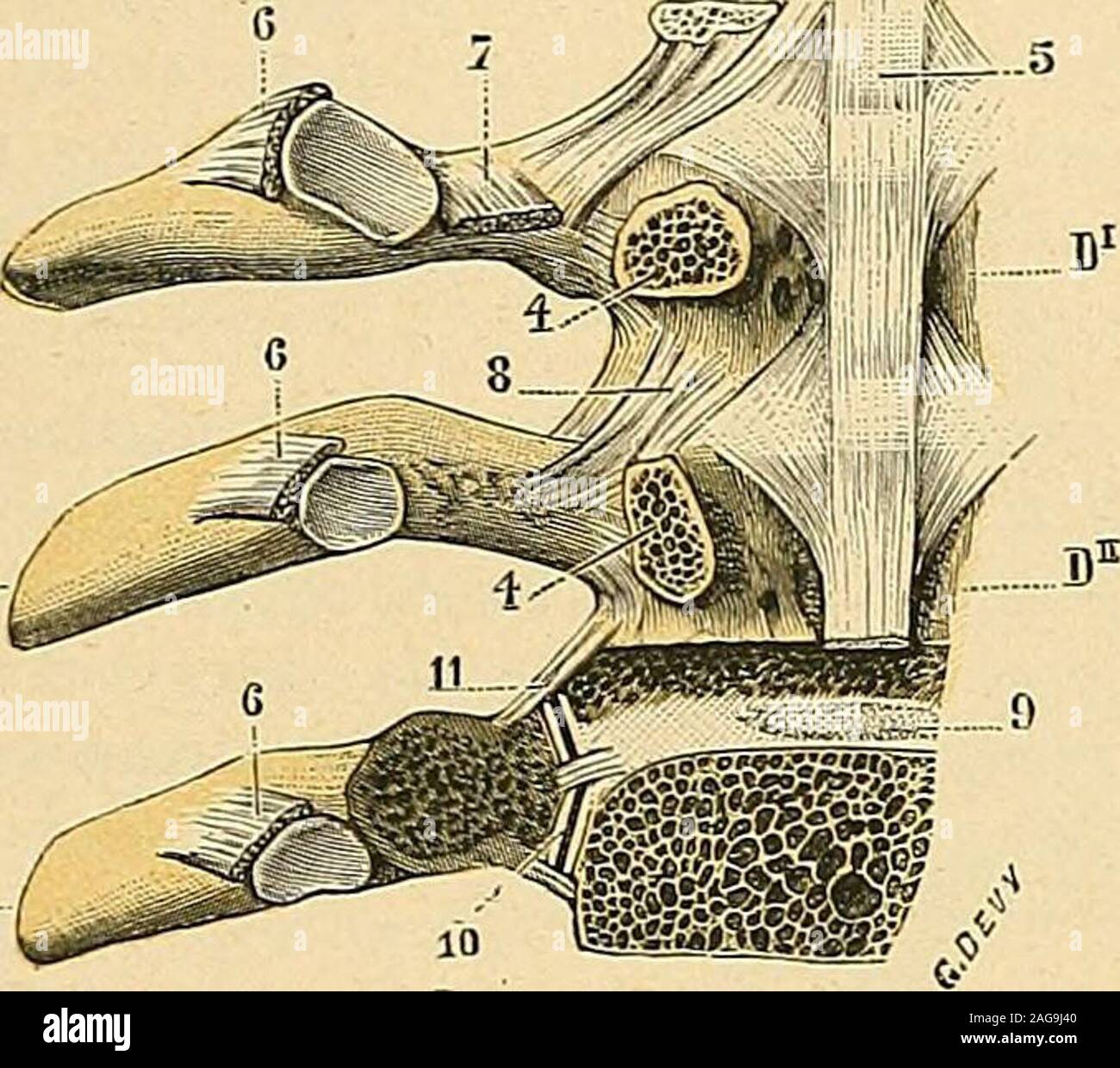 Anatomie du corps hi-res stock photography and images - Alamy