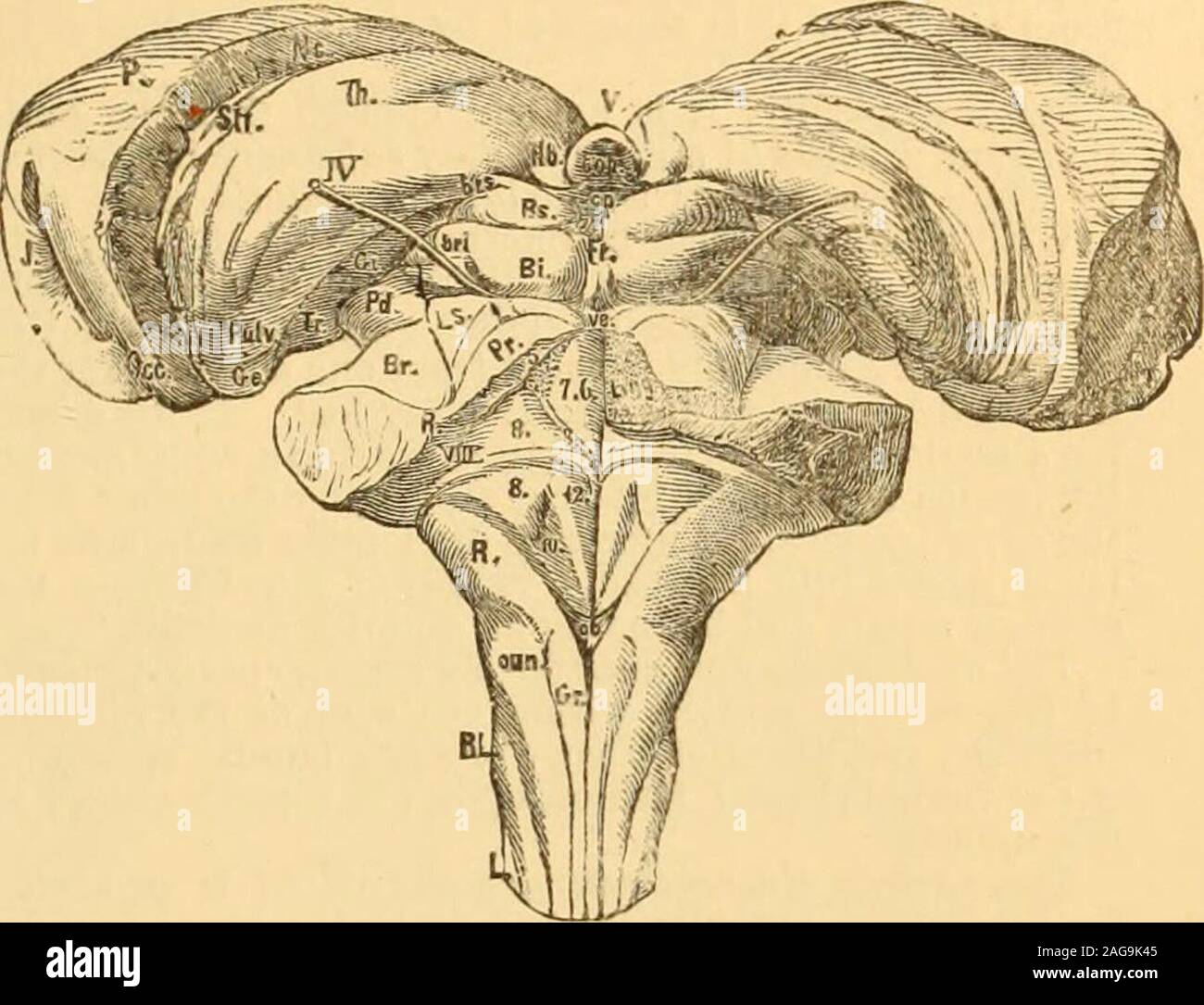 . A Reference handbook of the medical sciences : embracing the entire ...