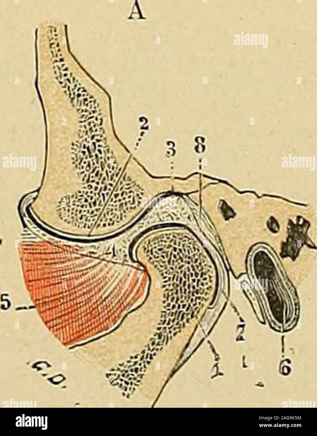 . Traité d'anatomie humaine : anatomie descriptive, histologie, développement. nche de ...