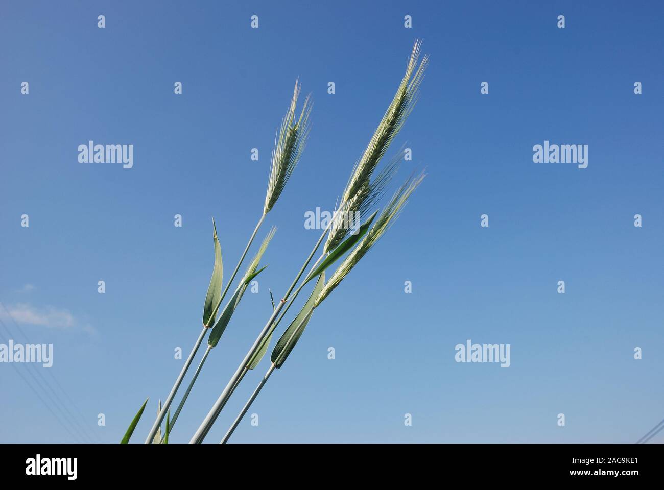 Ear of barle Stock Photo - Alamy