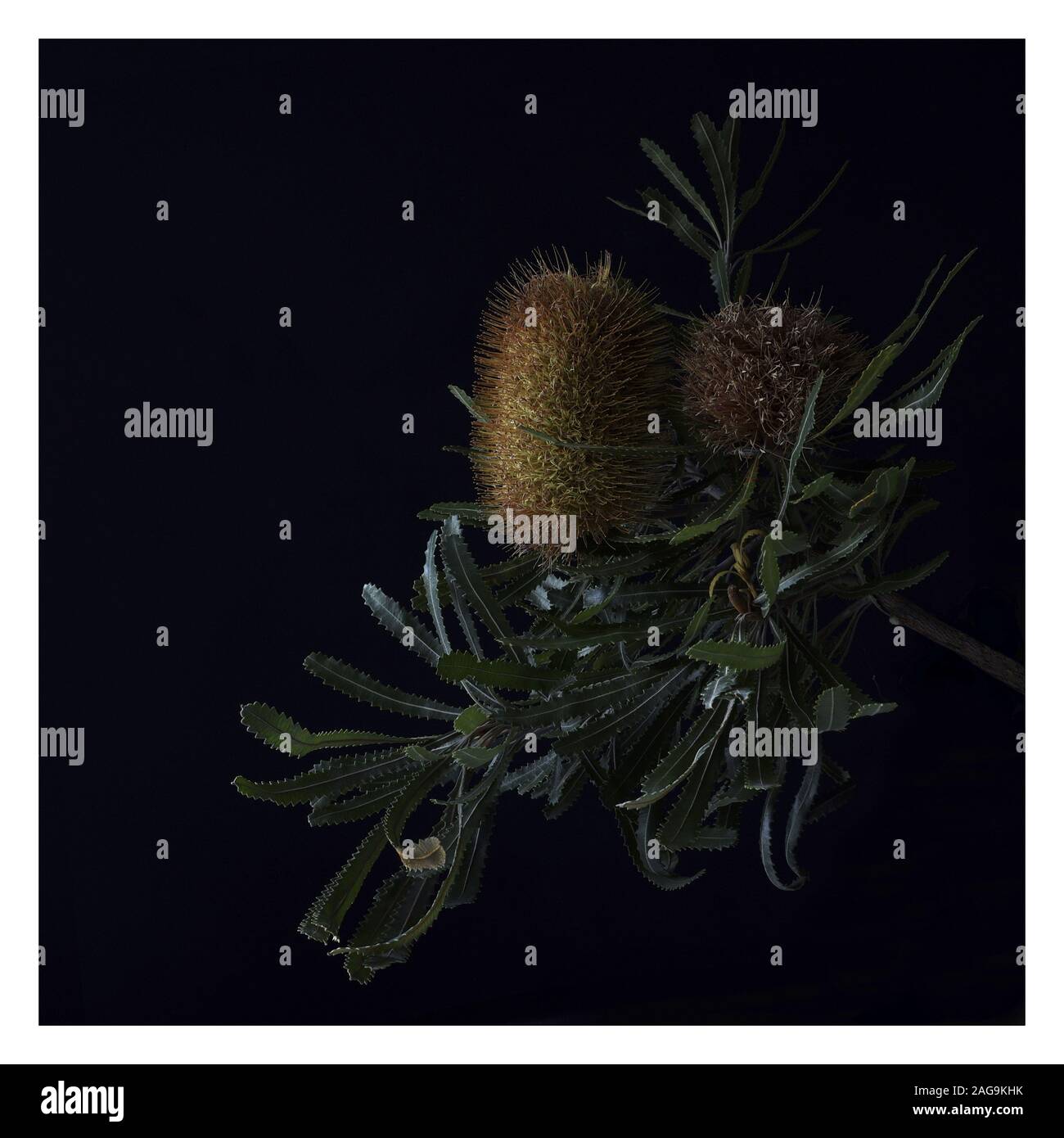 Australian native orange wildflower Cut Out Stock Images & Pictures - Alamy