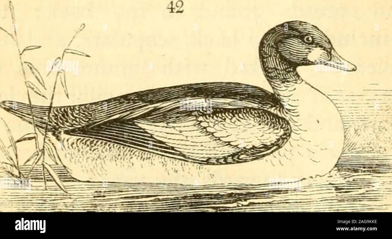 Marilla hi-res stock photography and images - Alamy