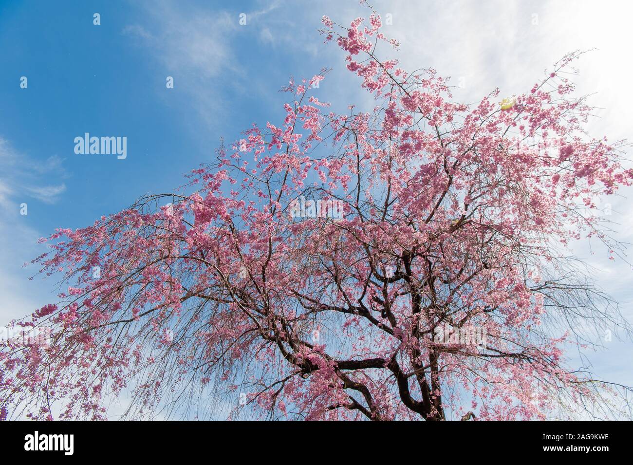 Prunus pink parasol hi-res stock photography and images - Alamy