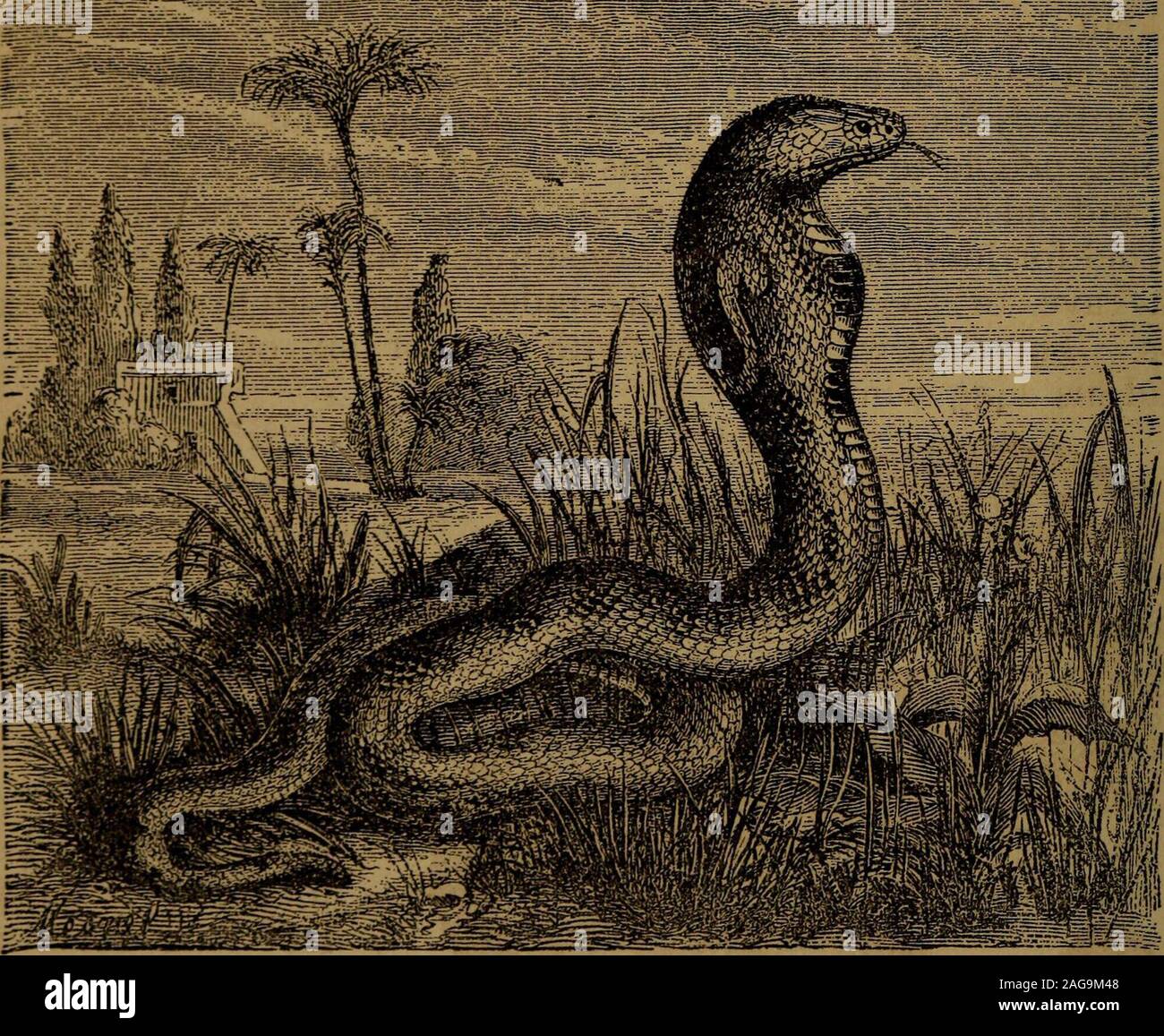 Poisonous skins hi-res stock photography and images - Alamy