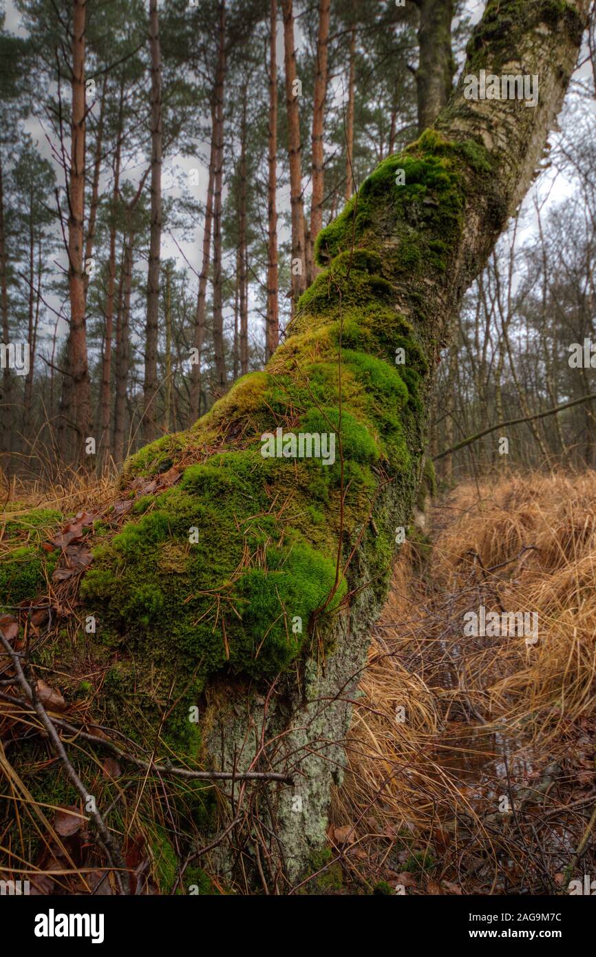 Birch swamp hi-res stock photography and images - Alamy