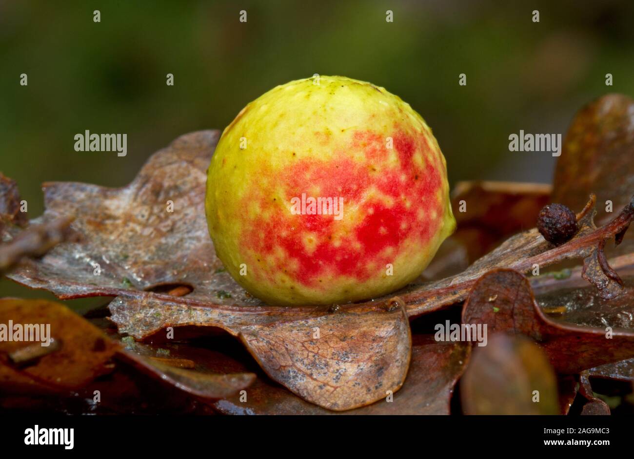 Tree gall hi-res stock photography and images - Alamy