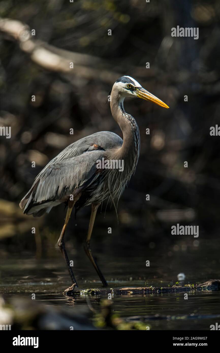 Great blue heron standing on log hi-res stock photography and images ...