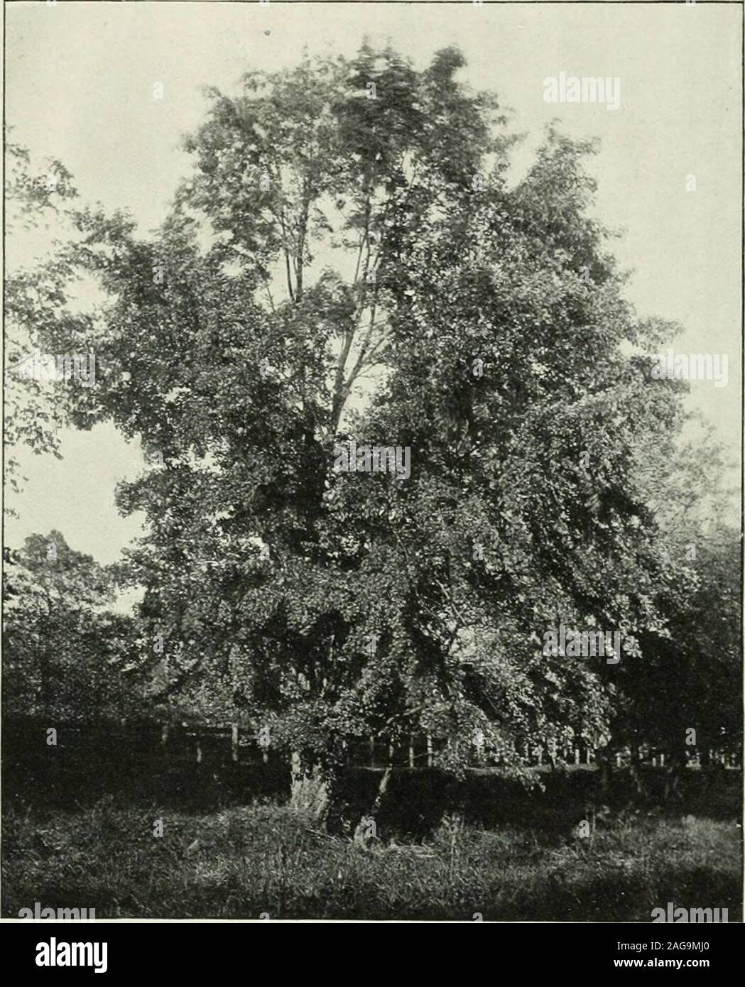 Lobed shape hi-res stock photography and images - Alamy