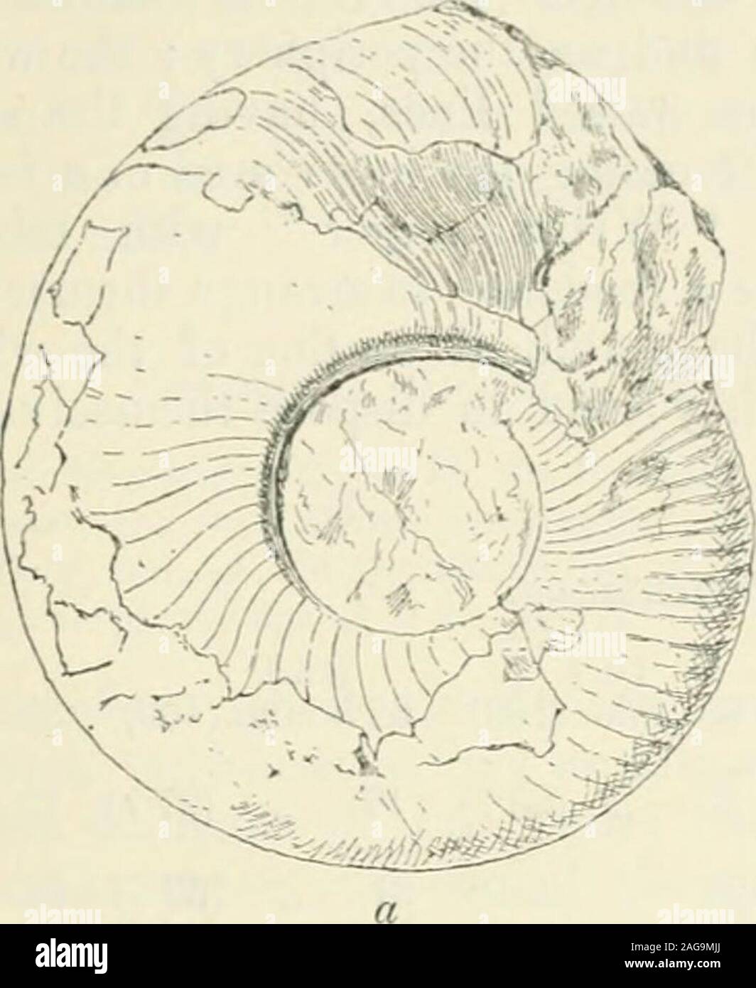Second shell resembles hi-res stock photography and images - Alamy