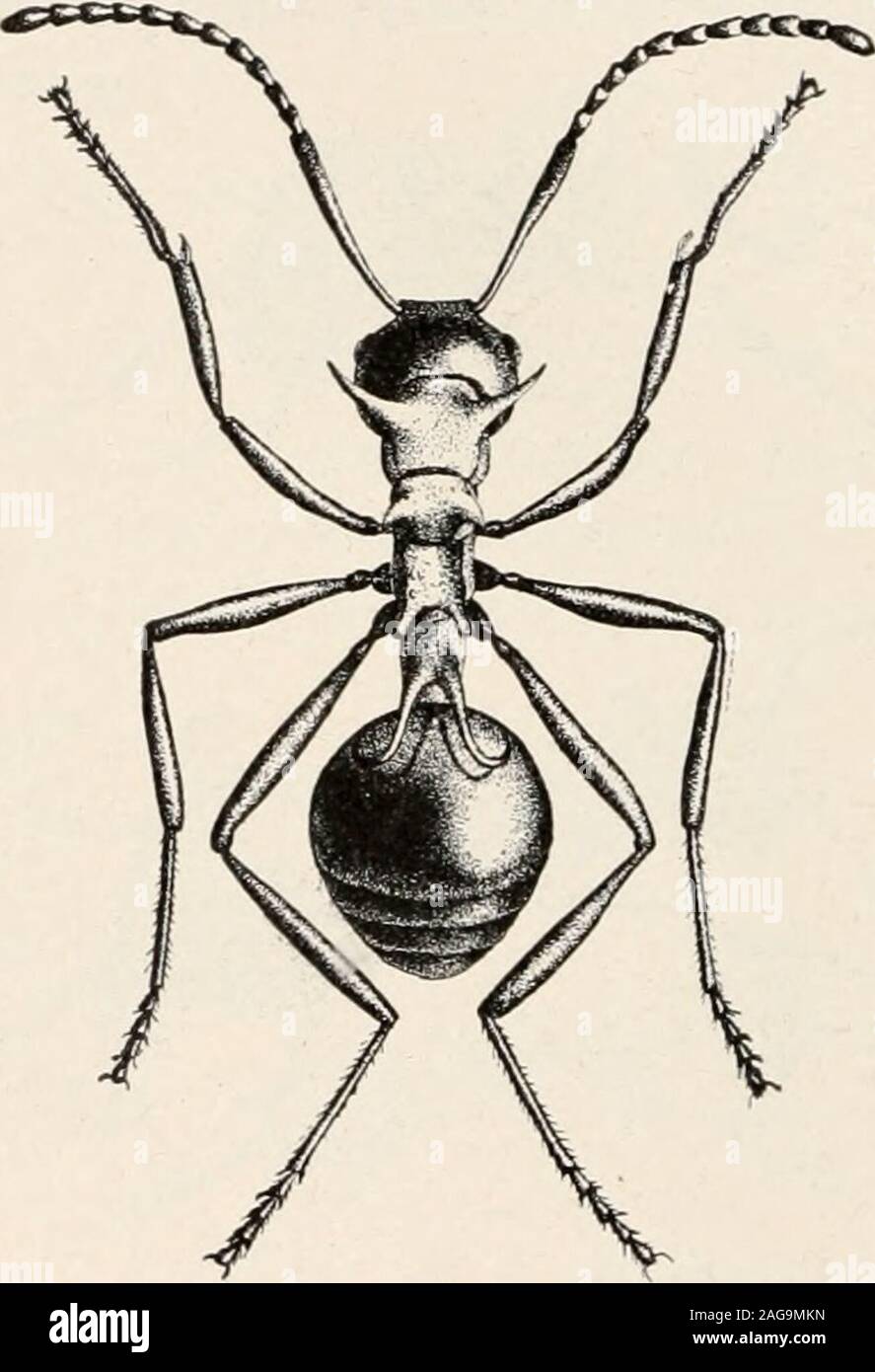 Gaster ants hi-res stock photography and images - Alamy