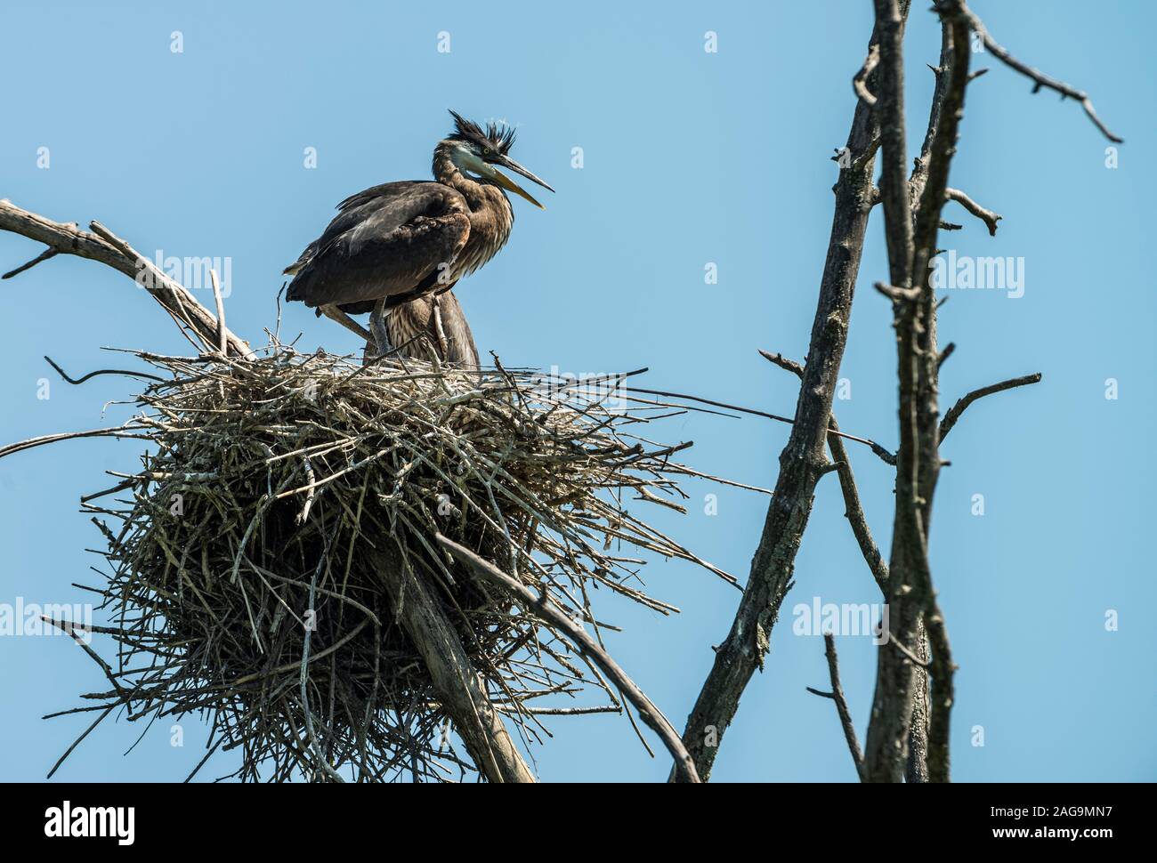 Great blue heron art hi-res stock photography and images - Alamy