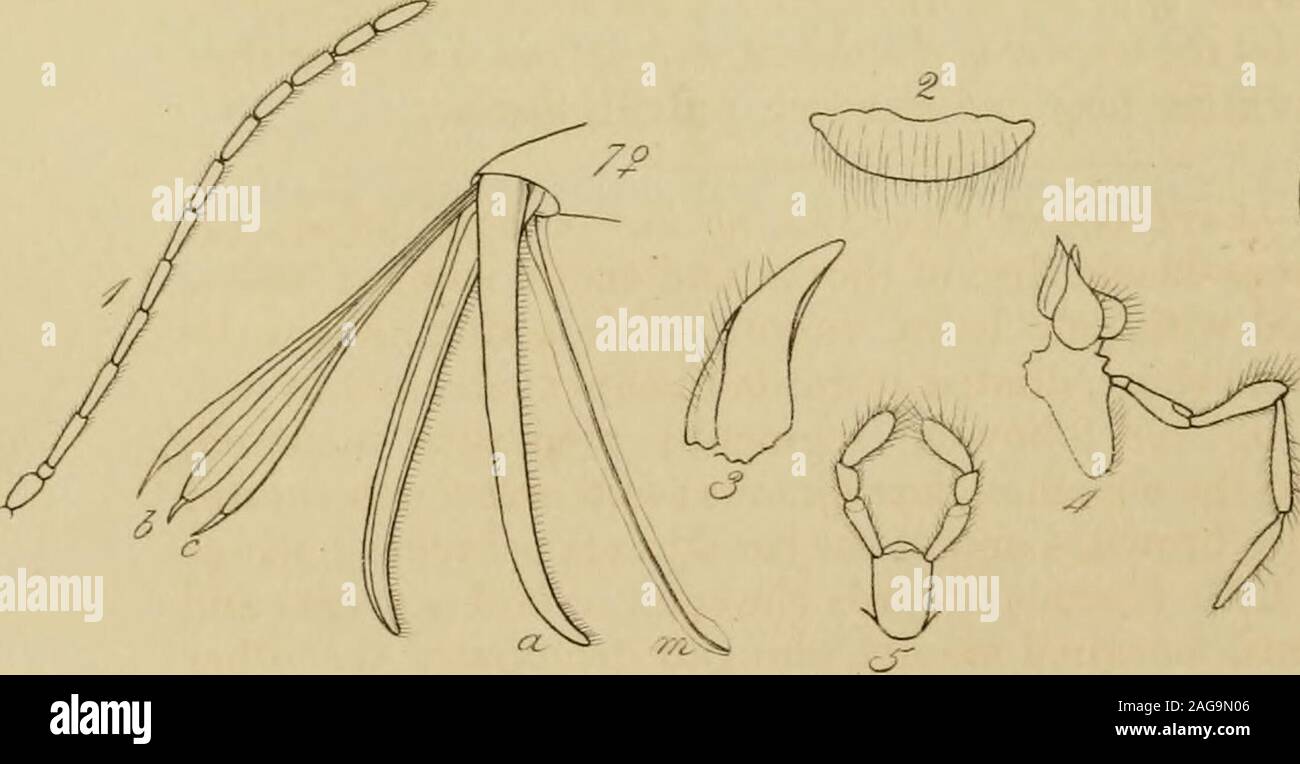 Proctotrupes hi-res stock photography and images - Alamy
