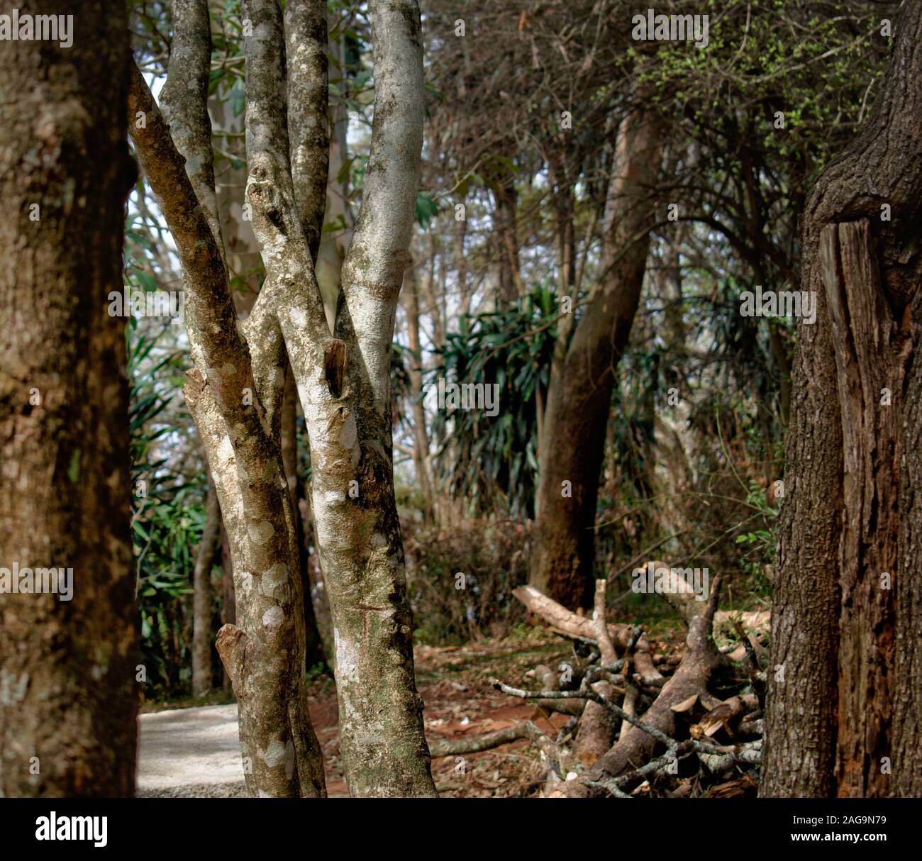 Nandi hills hi-res stock photography and images - Alamy