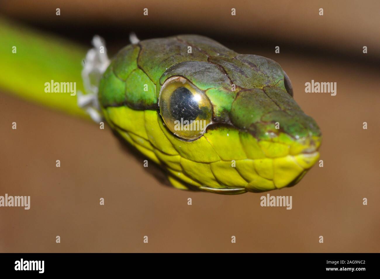 Short nosed vine snake hi-res stock photography and images - Alamy