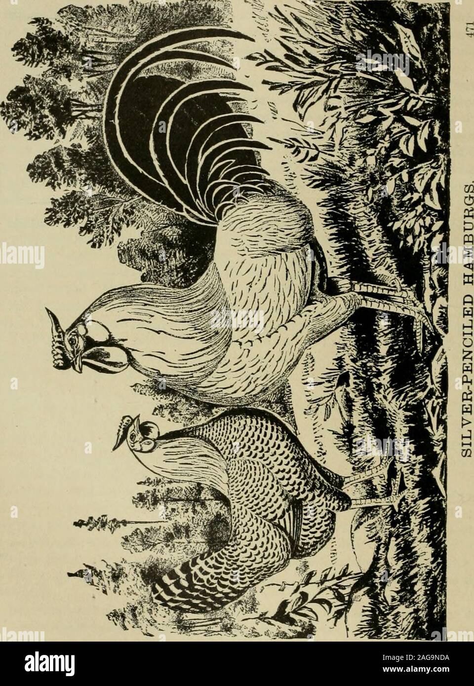 Docile bear hi-res stock photography and images - Alamy