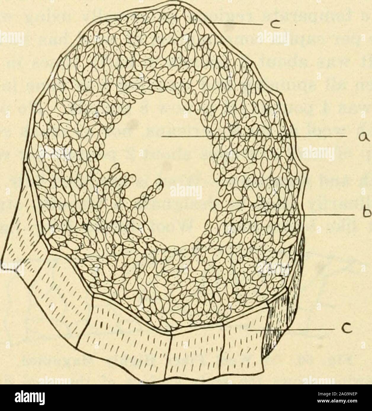 Elongated body types hi-res stock photography and images - Alamy