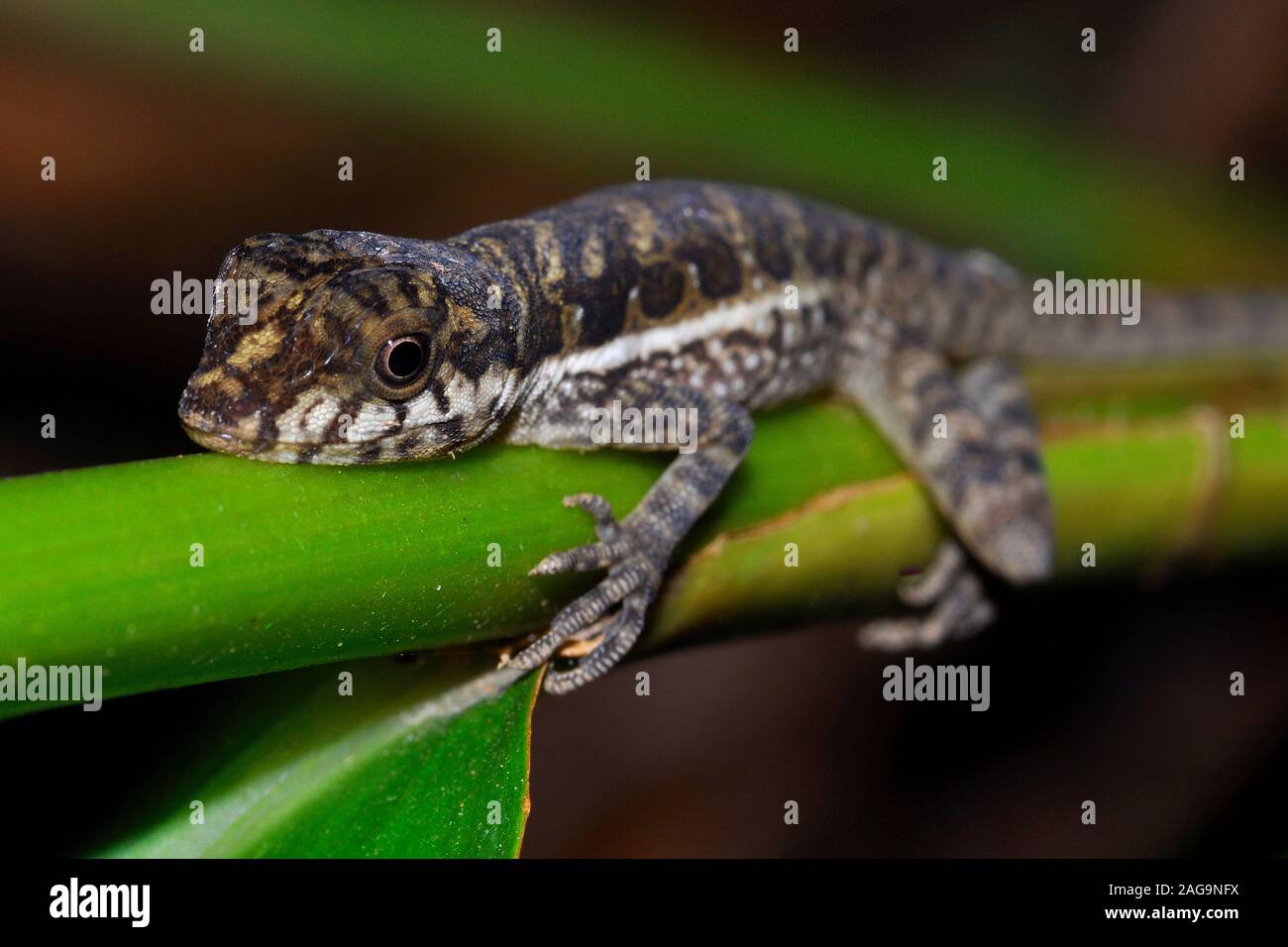 Pug nosed anole, Norops capito, Costa Rica Stock Photo - Alamy
