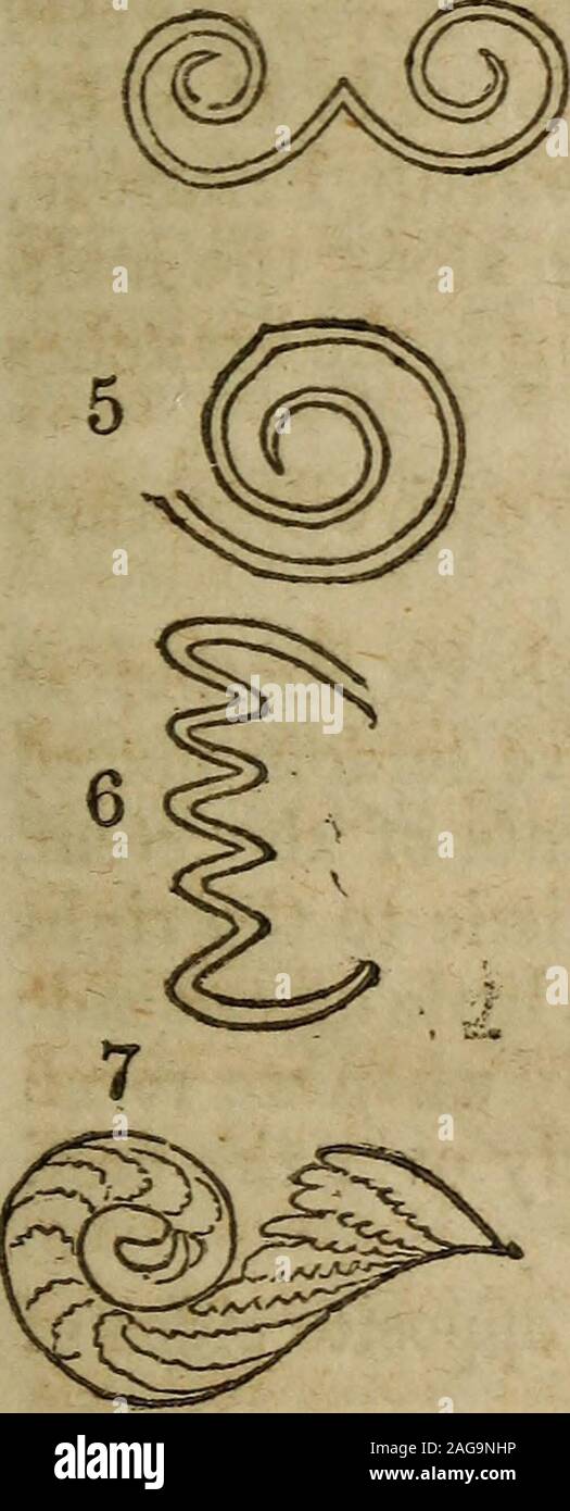 Volute tree hi-res stock photography and images - Alamy