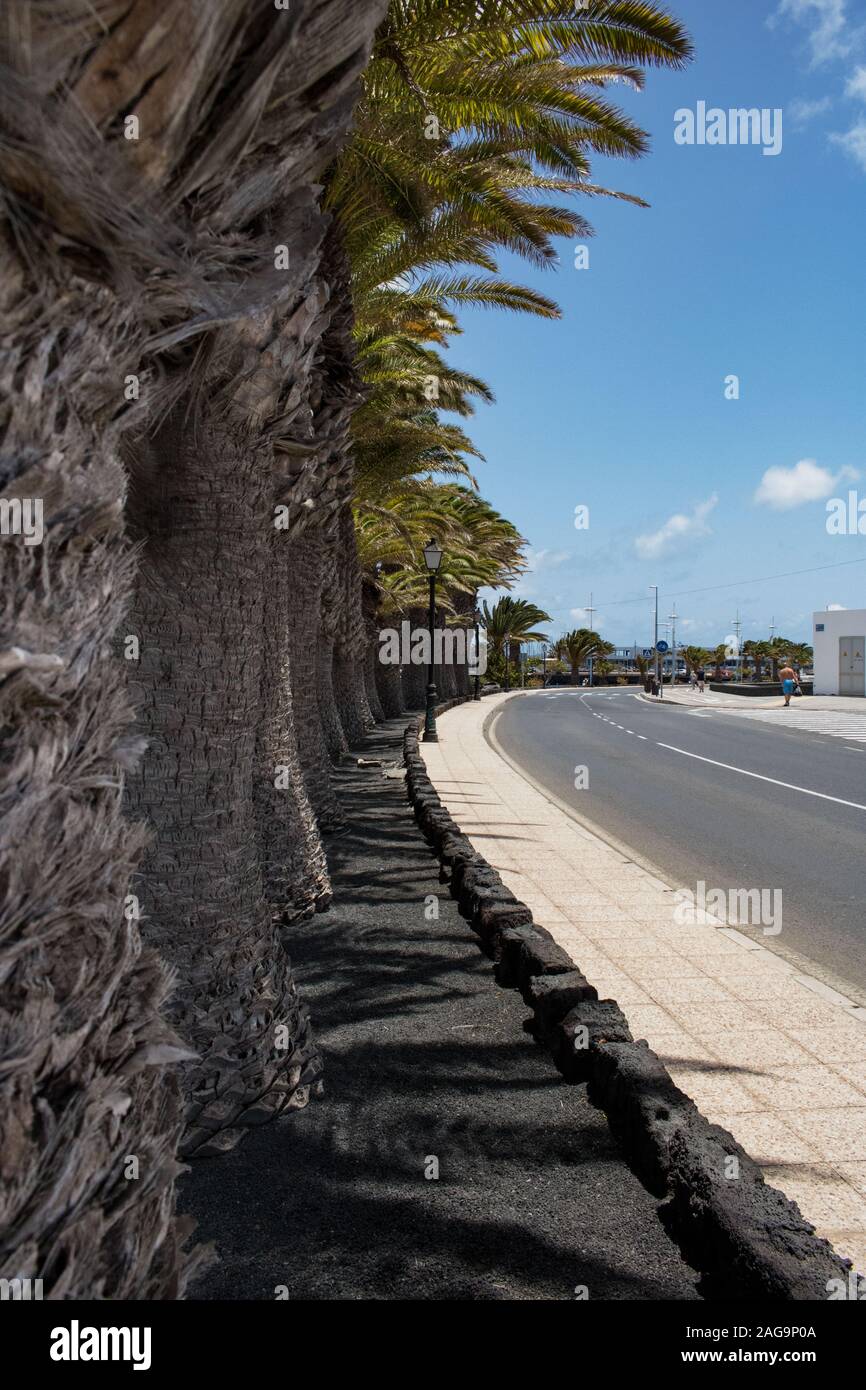 The lines of palm trees hi-res stock photography and images - Alamy