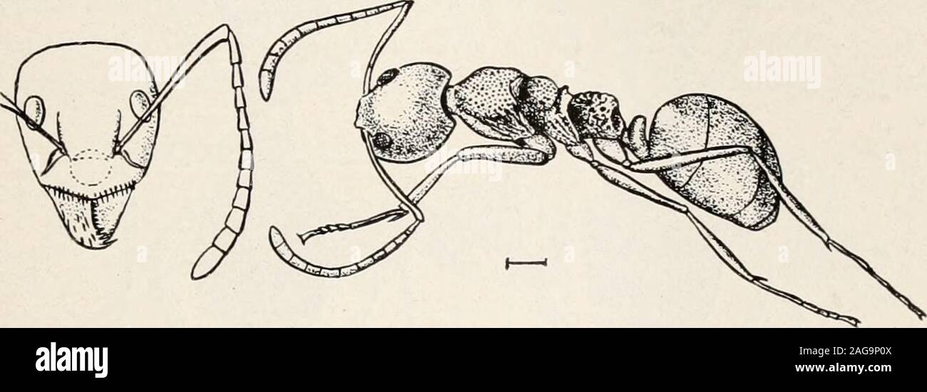 . Ants; their structure, development and behavior. , Tliaitinu-toinynne ...