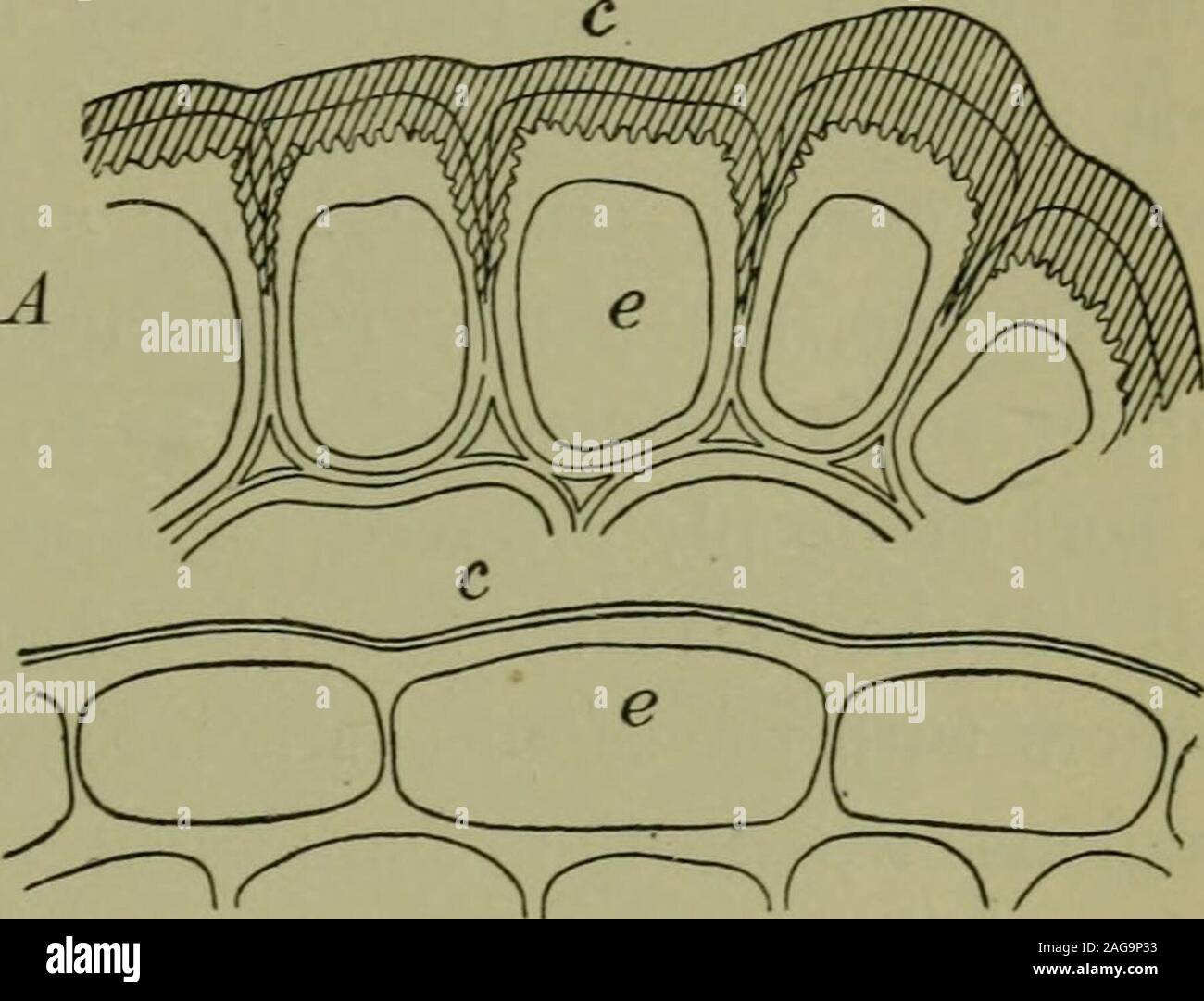 Waxy coating hi-res stock photography and images - Alamy