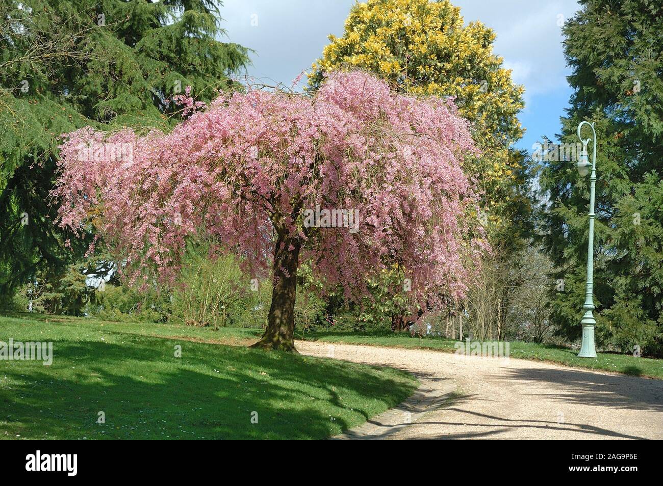 Park with pink tree Stock Photo - Alamy