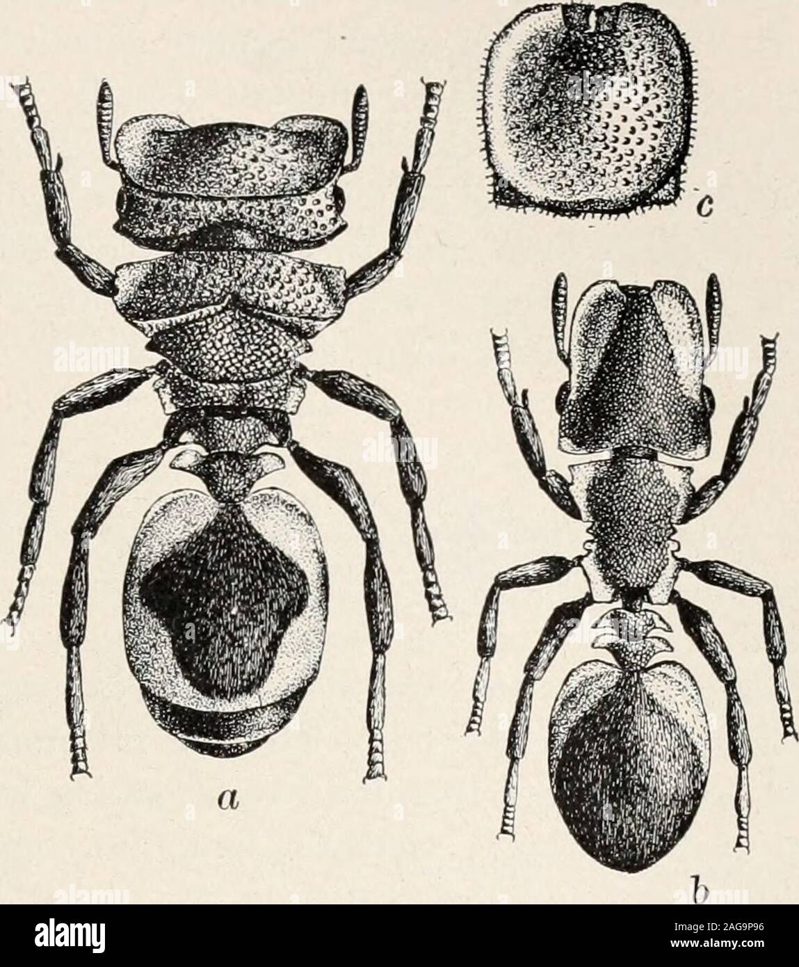 Myrmecology hi-res stock photography and images - Alamy
